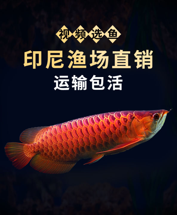 Indonesian Arowana Arowana Arowana Yellowing Silver Arowana Live Fish ...