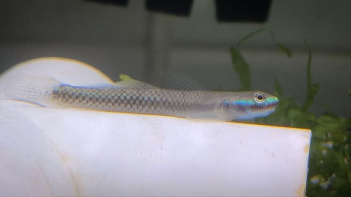 [Livestock] Blue Neon Goby | Stiphodon atropurpureus | Lazada Singapore