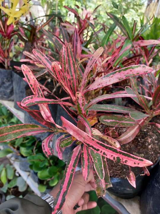Croton Pink Mother and Daughter (included pot, pebbles and soil ...