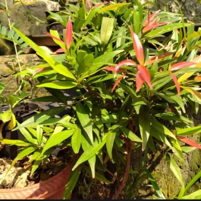 tanaman hias daun pucuk merah | Lazada Indonesia