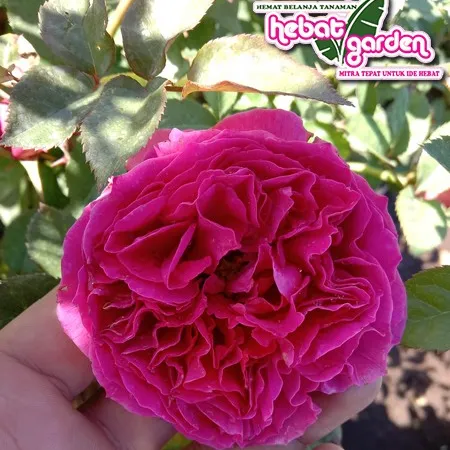 Tanaman Hias Bunga MAWAR Kate rose Outdoor - Hebat Store | Lazada Indonesia