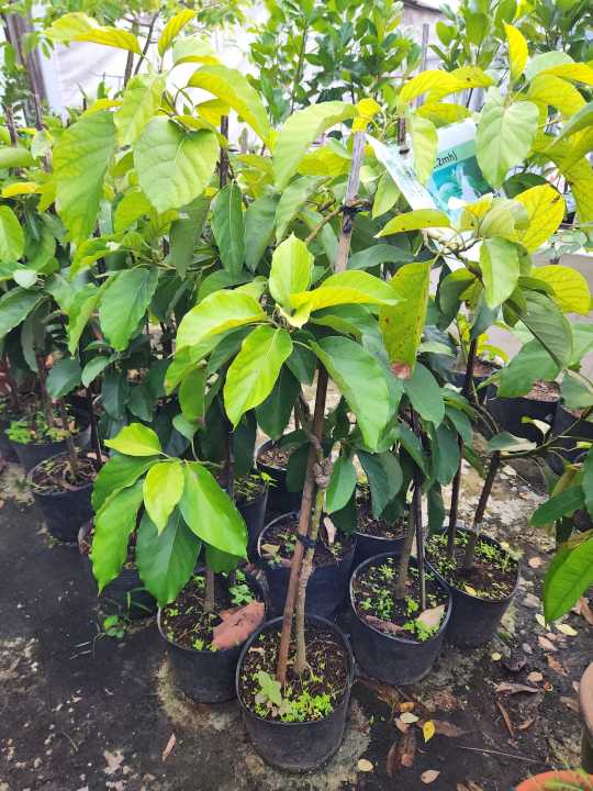 Grafted Avocado tree/Avocado Tree/Fruit tree | Lazada Singapore