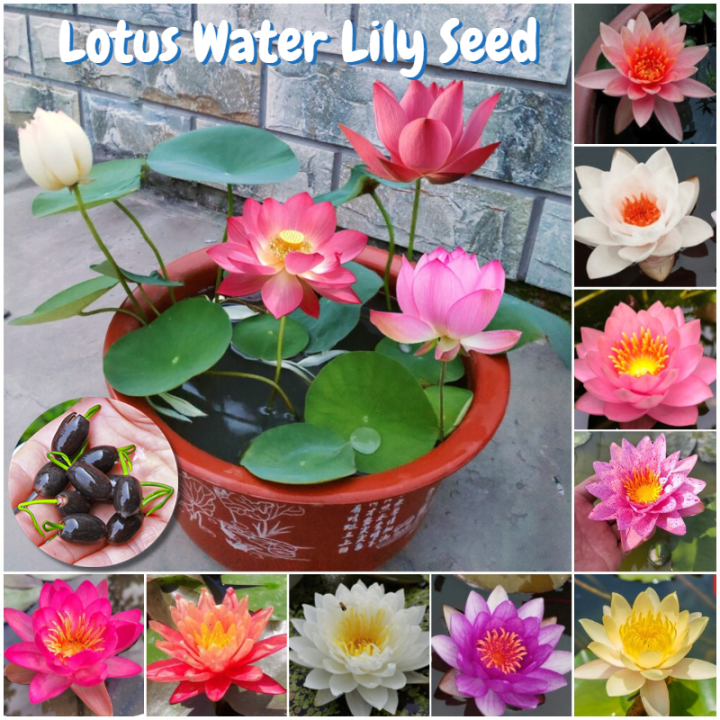 [100% Original Seed] Lotus Water Lily Seeds Flower Seeds for Planting ...