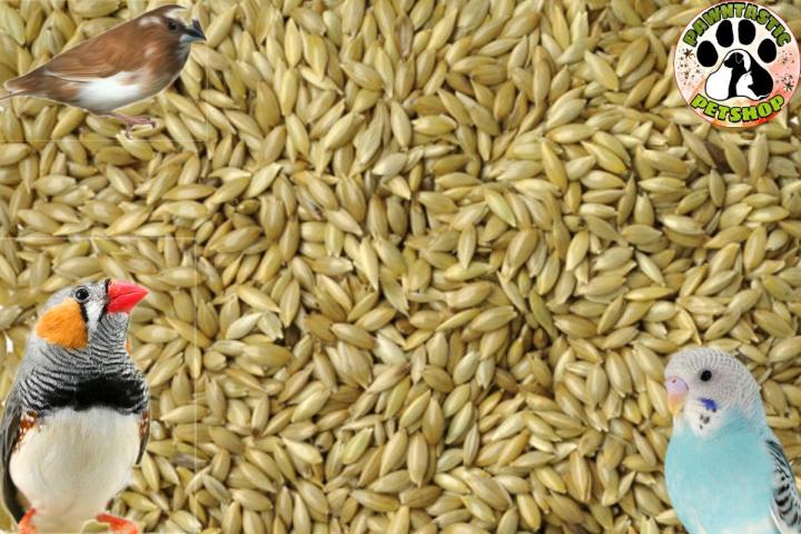 Canary Seed [500g] | Lazada PH