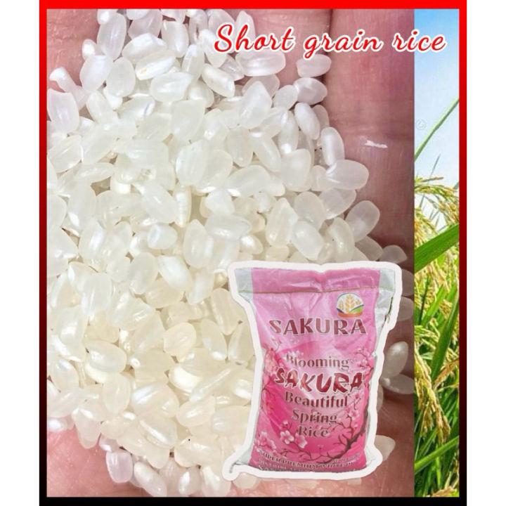 1KG Sakura Japanese Rice for Sushi and Kimbap | Short Grain Rice ...