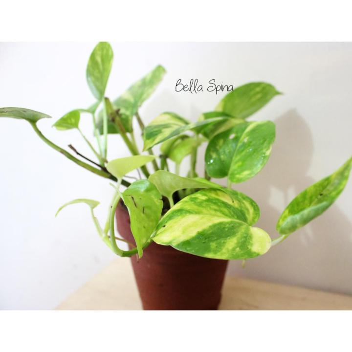 Sirih Belanda Tanaman Hias (TH-06) | Lazada Indonesia