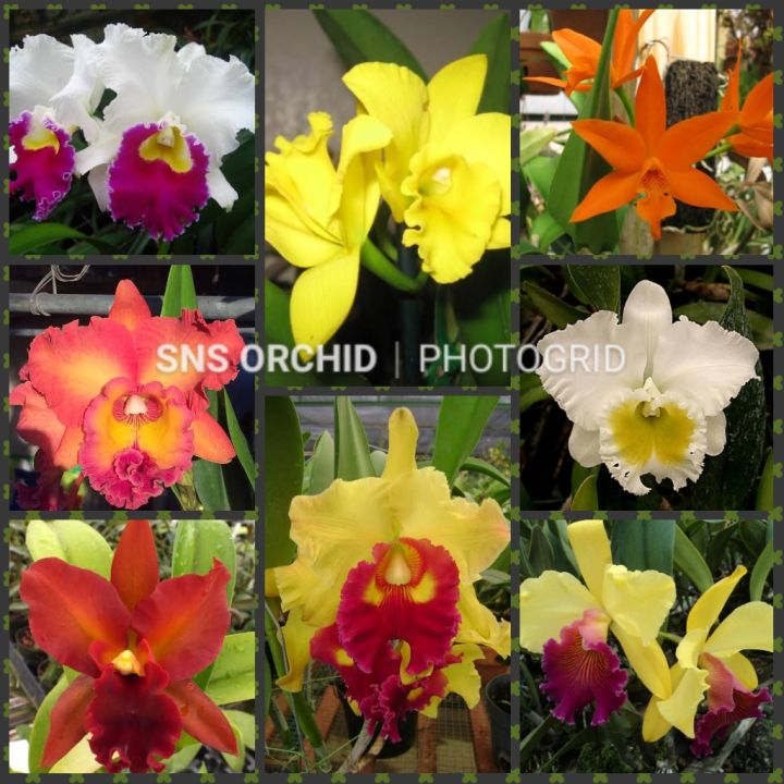 Benih bibit anggrek catleya cattleya botol botolan hybrid | Lazada ...
