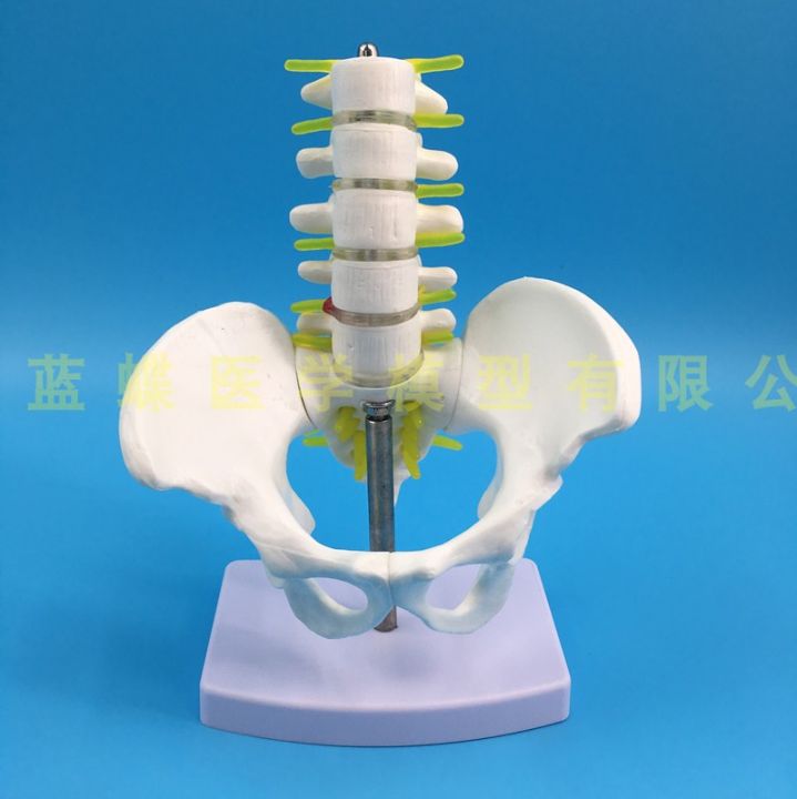 Mini Male Anatomical Pelvis with Five-section Lumbar Vertebrae Model ...