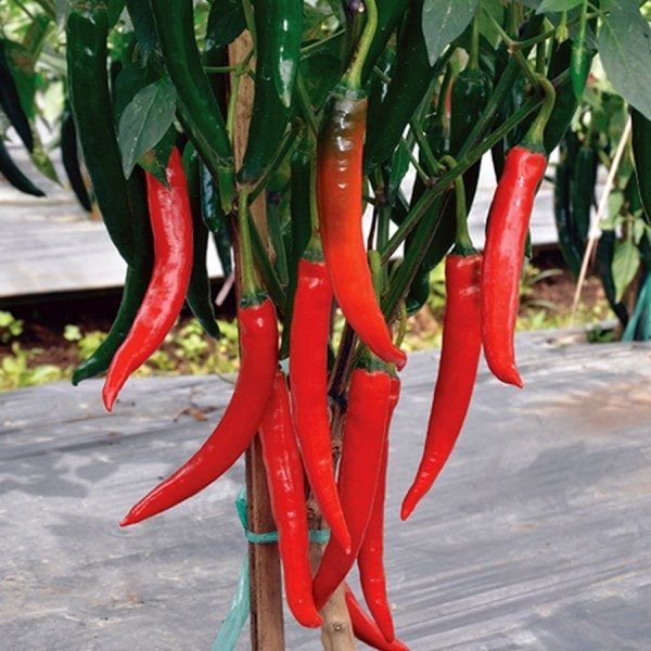 CABE MERAH BESAR ISI [-/+40] BENIH SAYURAN REPACK | Lazada Indonesia