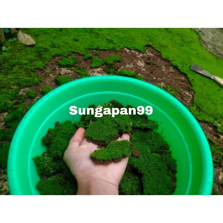 Living Moss Lumut Hidup Lumut Hutan 1kg Media tanam | Lazada Indonesia