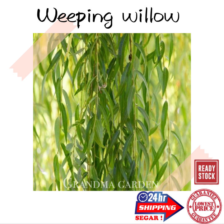 (GG real plant) weeping willow ^ janda merana salix babylonica babylon ...