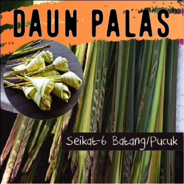 DAUN PALAS KETUPAT (6 Pucuk/Batang) | Lazada