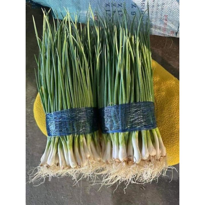 สดจากไร่ ต้นหอมสดหอมไทยเบอร์สวย ราคาถูก ที่สุด ราคาส่ง | Lazada.co.th