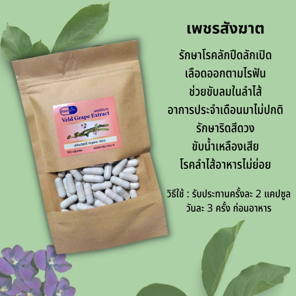 เพชรสังฆาต Veld Grape Extract ขนาด 500 มิลลิกรัม 100 แคปซูล | Lazada.co.th