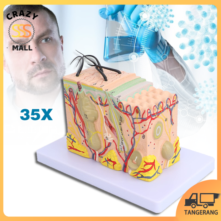 Kulit Torso Model Alat Peraga Struktur Lapisan Kulit Model Kulit ...