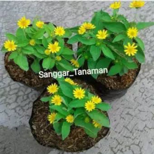 tanaman bunga matahari mini / tanaman bunga matahari / tanaman hias ...
