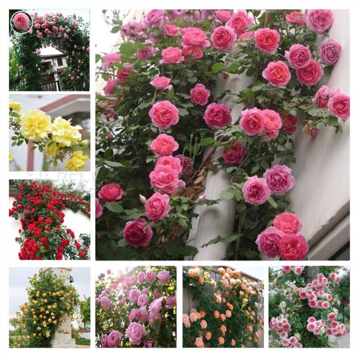 100PCS/PACK Mixed Colors Climbing Rose seeds-Beautiful Climbing Rose ...