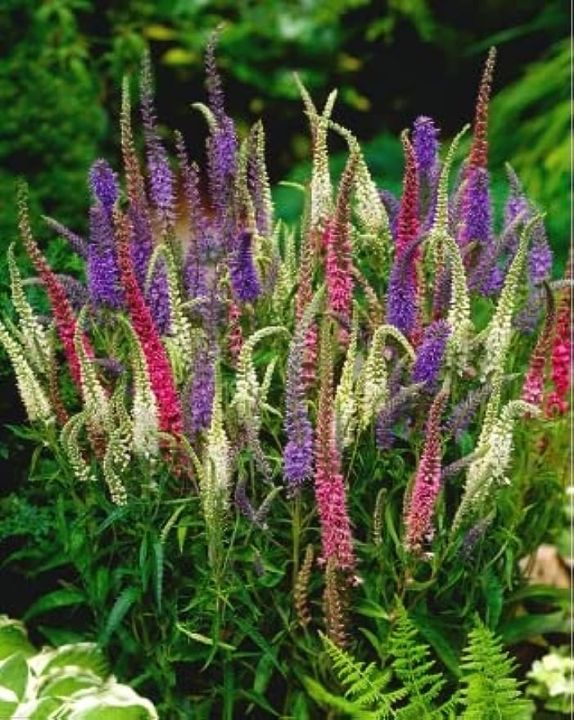 Spiked Speedwell Sightseeing Mix seeds - Veronica spicata Perennial ...