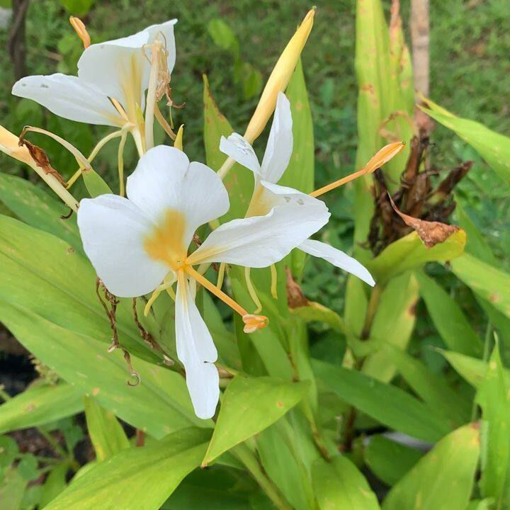 Varieti Gandasuli Putih / White Fragrant Butterfly Ginger Varieties ...