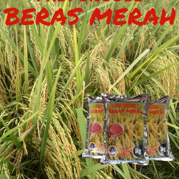 Benih padi beras merah aromatik kemasan 1kg | Lazada Indonesia