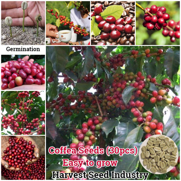 High Quality Seeding丨Alakabi Coffea Seeds for Planting Fresh Fruits (30 ...