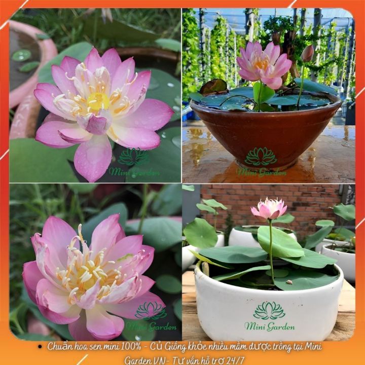 Củ Sen Giống Hoa Sen Mini Nhật, Hoa Sen Mini Spark, Củ Sen Mini Trồng ...