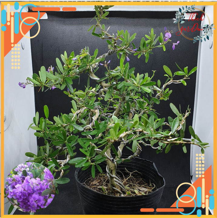 BONSAI MINI - Cây linh sam siêu bông lá to đã tạo dáng - hoa màu tím ...