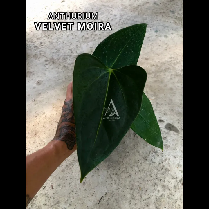 Anthurium Velvet Moira | Lazada Indonesia