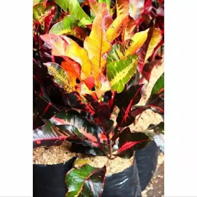 tanaman hias puring bali / tanaman hias outdoor tahan panas / tanaman ...