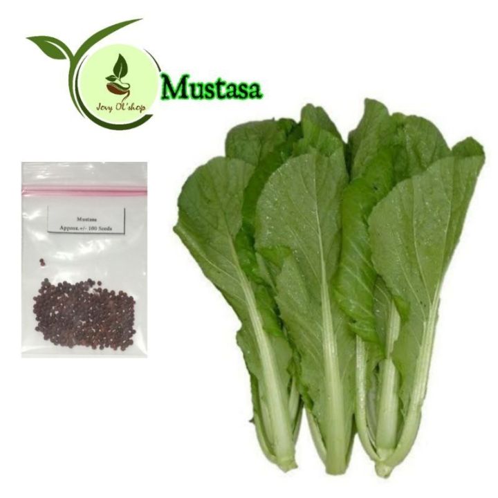 Welcome Mustasa Seeds Vegetable Seeds | Lazada PH