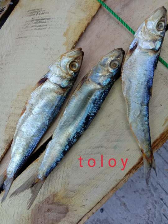 DRIED FISH TUYO TOLOY (250G, 500G, 750G, 1 KILO) | Lazada PH