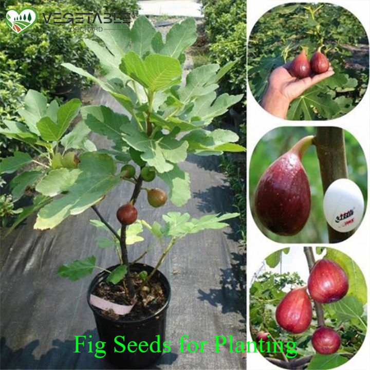 200seeds/pack Rare Fig Tree Seeds for Planting-Tropical Ficus Carica ...