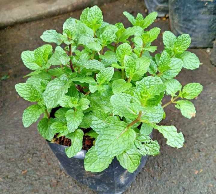 BUY 1 TAKE 1 Peppermint Live Plant (not seeds) - Peppermint, Java Mint ...