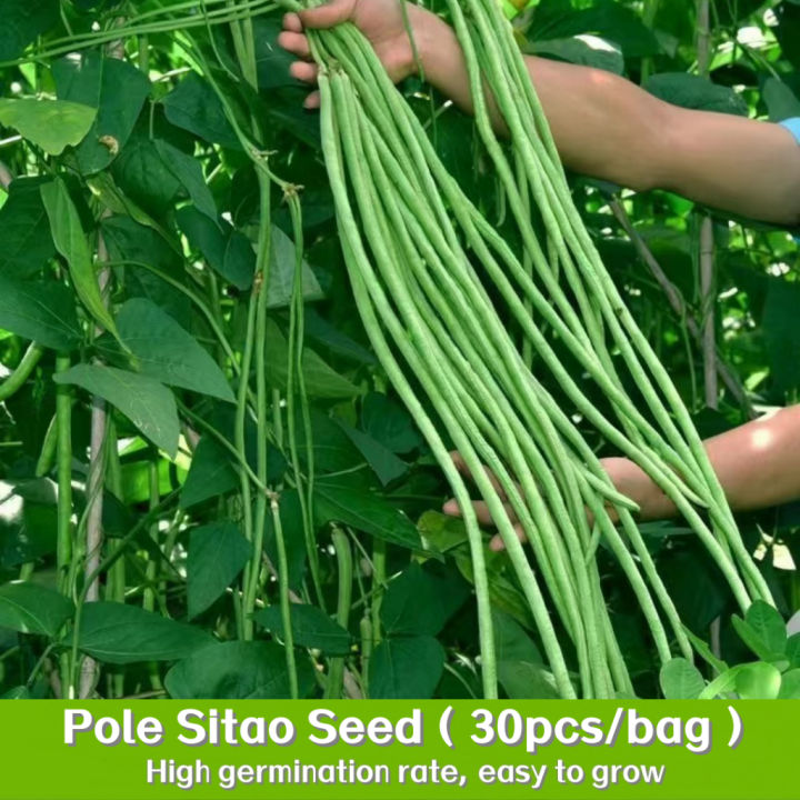 Pole Sitao Seeds-（30seeds) CONDOR SEEDS - POLE SITAW | Lazada PH