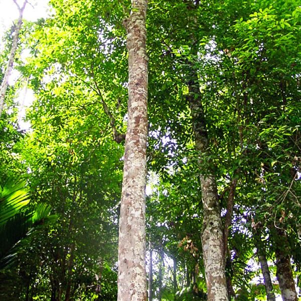 LAPNISAN SEEDS AGARWOOD SEEDS AQUILARIA CUMINGIANA SEEDS 10 PIECES ...