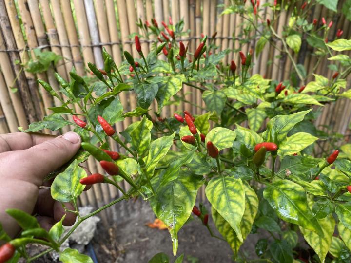 100 Pesos Sili Collection (Siling Panigang, Siling Pang-Inasal, Siling ...