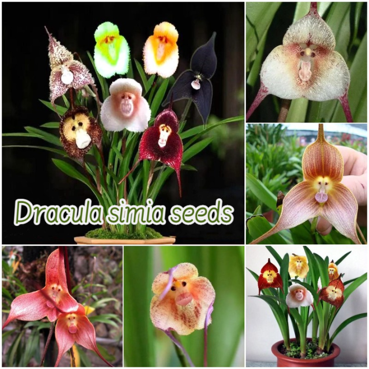 [Easy to grow in the Philippines] 35pcs Mixed Dracula Simia Seeds ...