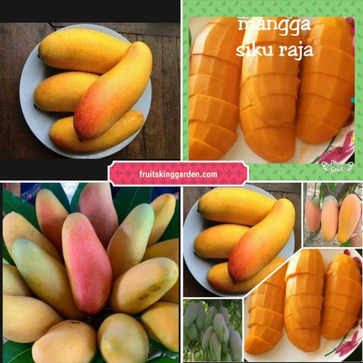 Anak Pokok Mangga Siku Raja Hybrid | Lazada