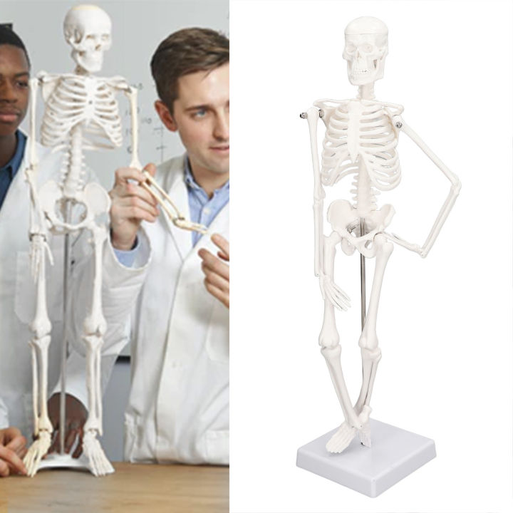 [Wondering] 45CM Mini Halloween Skeleton Model PVC Human Body Bone ...