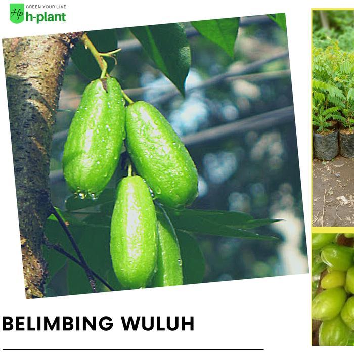 Bibit belimbing wuluh - Pohon belimbing wuluh | Lazada Indonesia