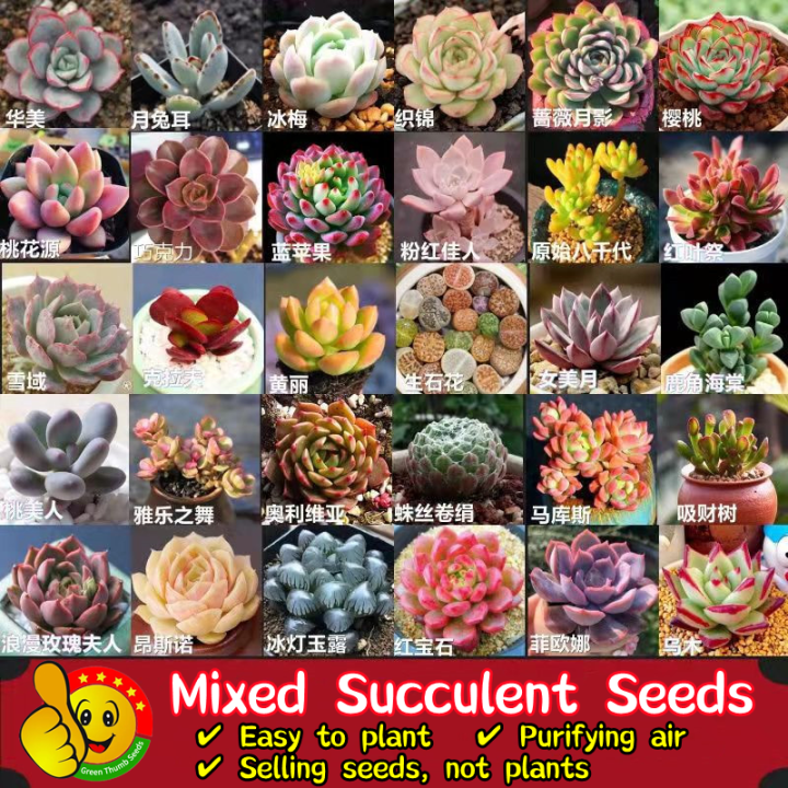 100% Original Mixed Succulent Seeds (Fresh 100pcs Seeds) 多肉植物种子 Bonsai ...