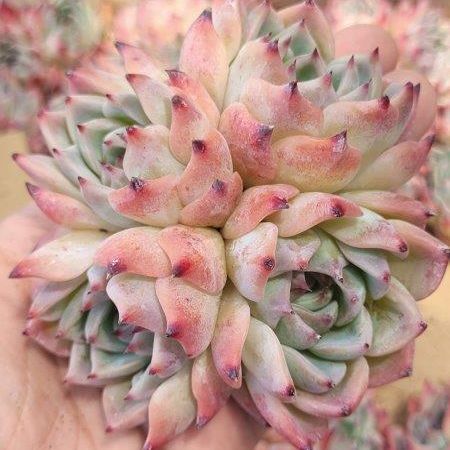 水蜜桃 Echeveria Chihuahuaensis - J372 | Lazada