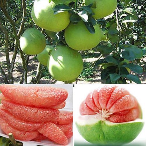 Thai Green Pomelo Seeds Grapefruit Tree Seeds Sweet Fruit Plant Seed ...