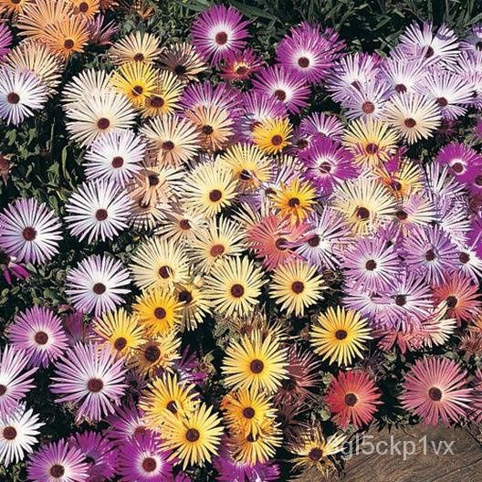 #SG Local#Flower Seed#Daisy Flower Mixed Color Marguerite 100 Outdoor ...