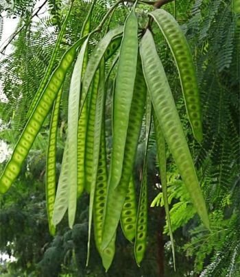 Ipil Ipil Seeds for Planting (8 seeds) | Lazada PH