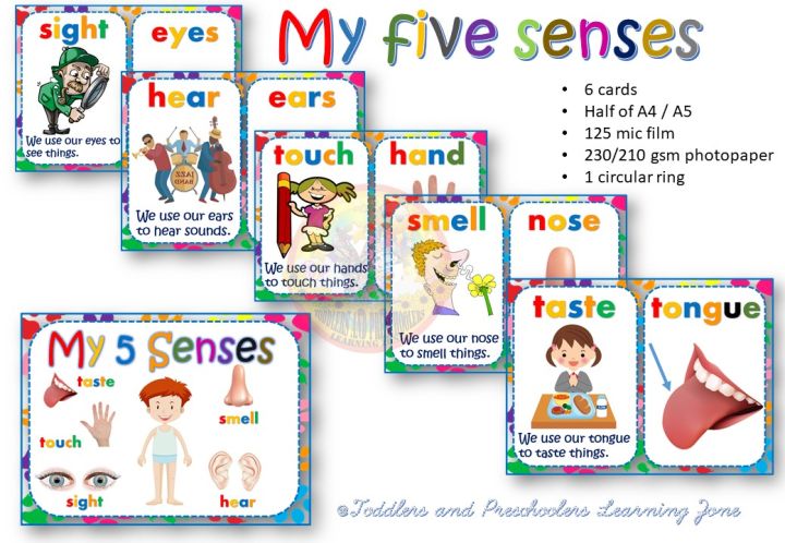 5 senses flashcards with circular rings | A3 | Lazada PH