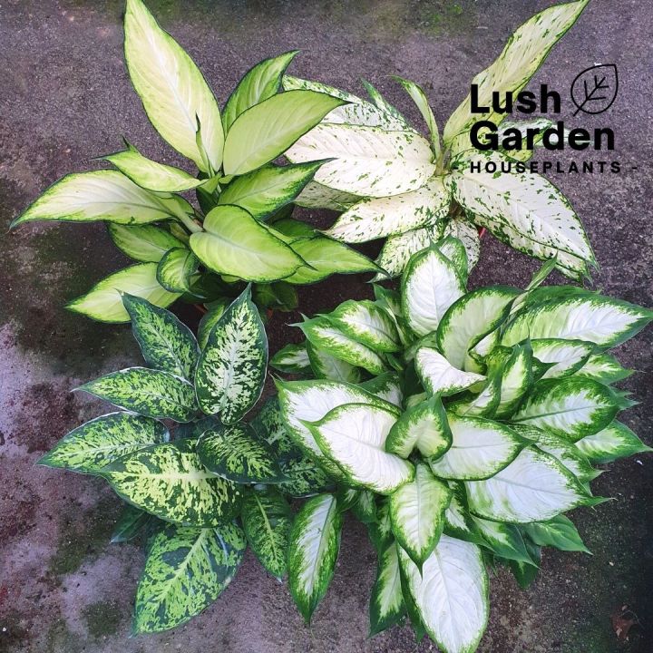 Dieffenbachia Series / Dumb Cane / Leopard Lily / 万年青150mm Pot Indoor ...