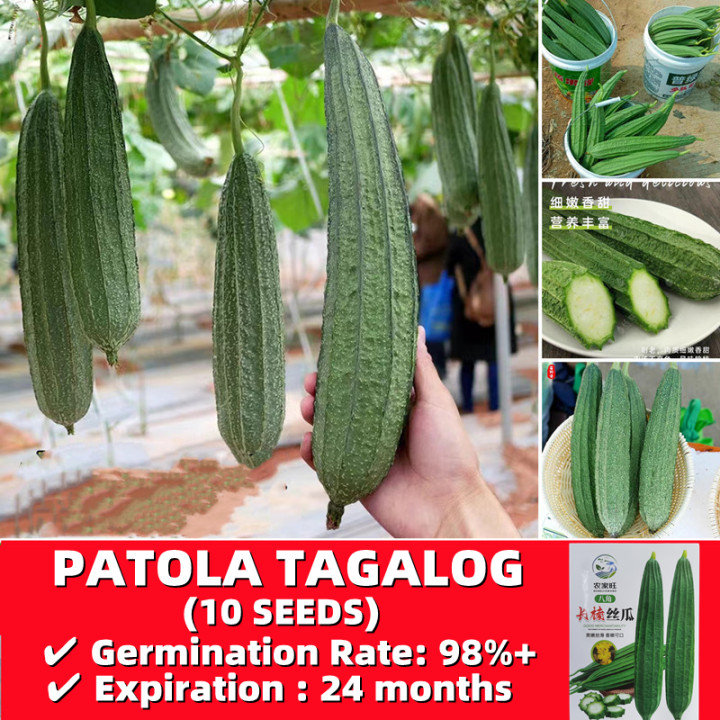 เมล็ดพันธุ์ Patola Tagalog Seeds ปลูกง่าย 10 กรัม บรรจุในถุง เมล็ดสด ...