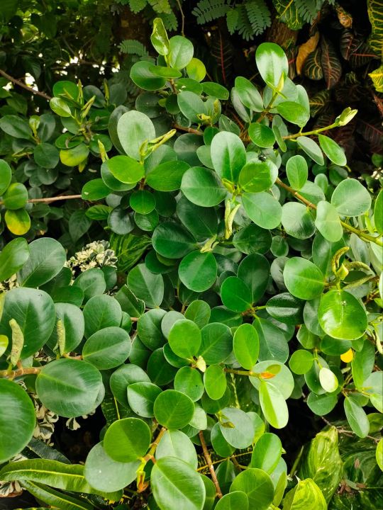 Ficus Nana (Microcarpa) Money Tree and Golden Ficus Nana Plants-Real ...