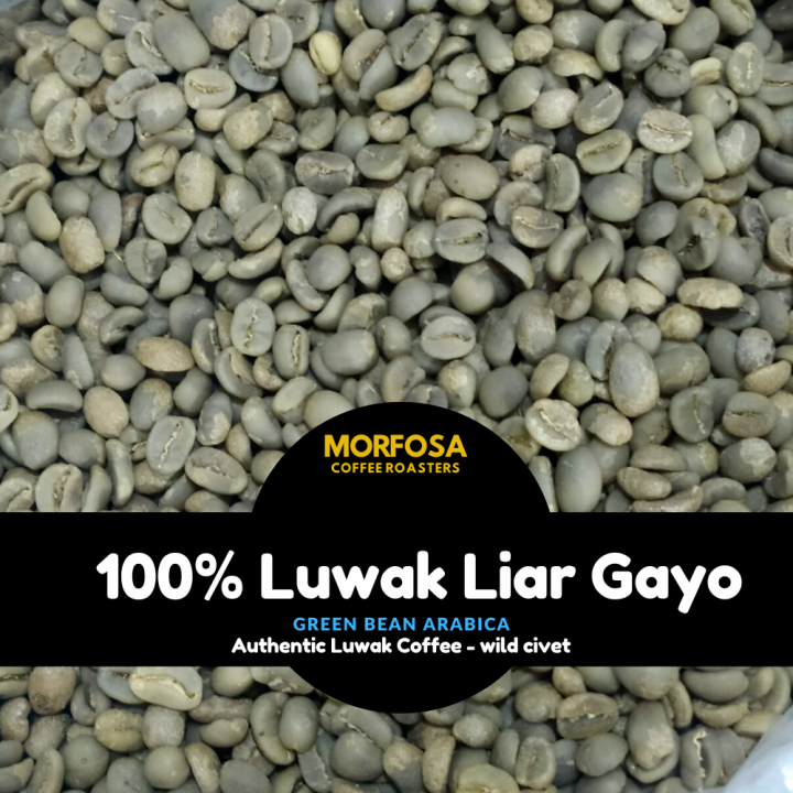 MORFOSA COFFEE Green Bean Kopi Luwak Liar Gayo Arabika 1kg Biji Kopi ...